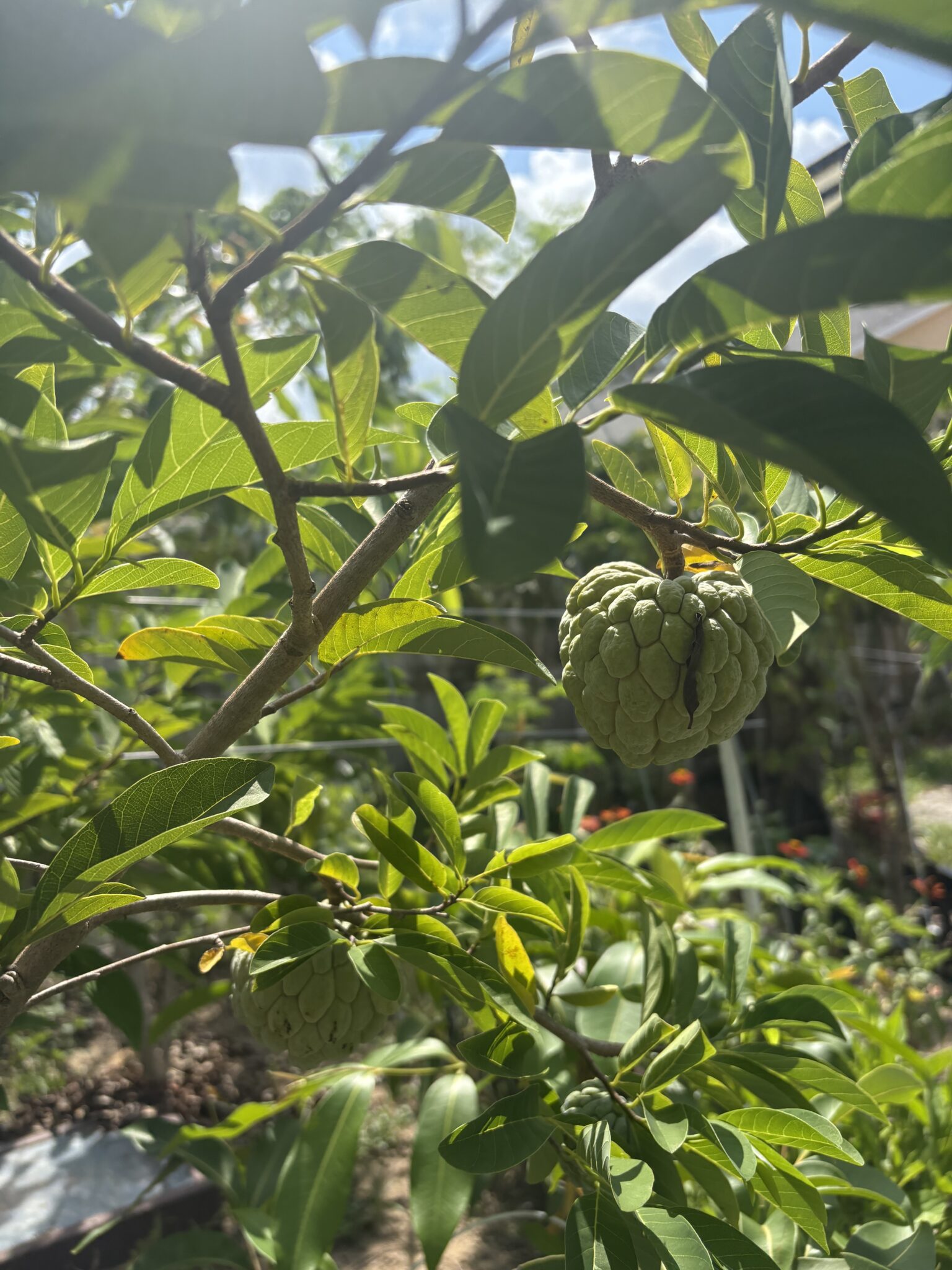 Sugar Apple Secrets: Fast Growing Tree with Sweet Health Wonders ...